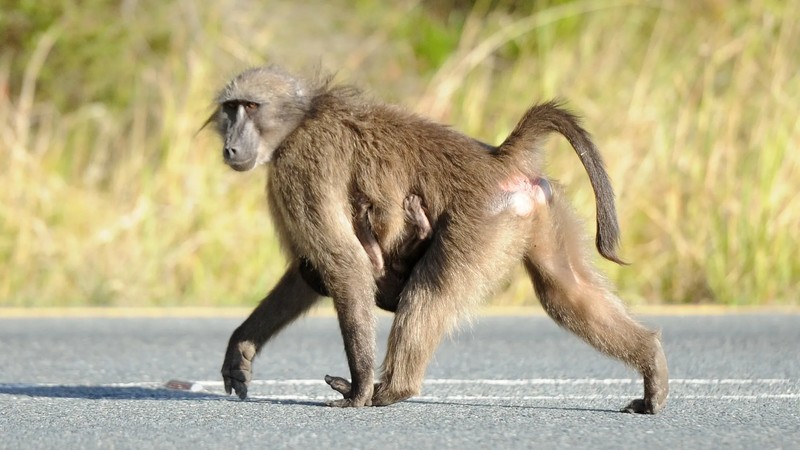 Outrage over baboon removal plan: Activists voice concerns