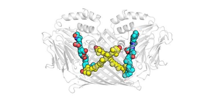 Study reveals protein that helps green bush crickets mimic green foliage