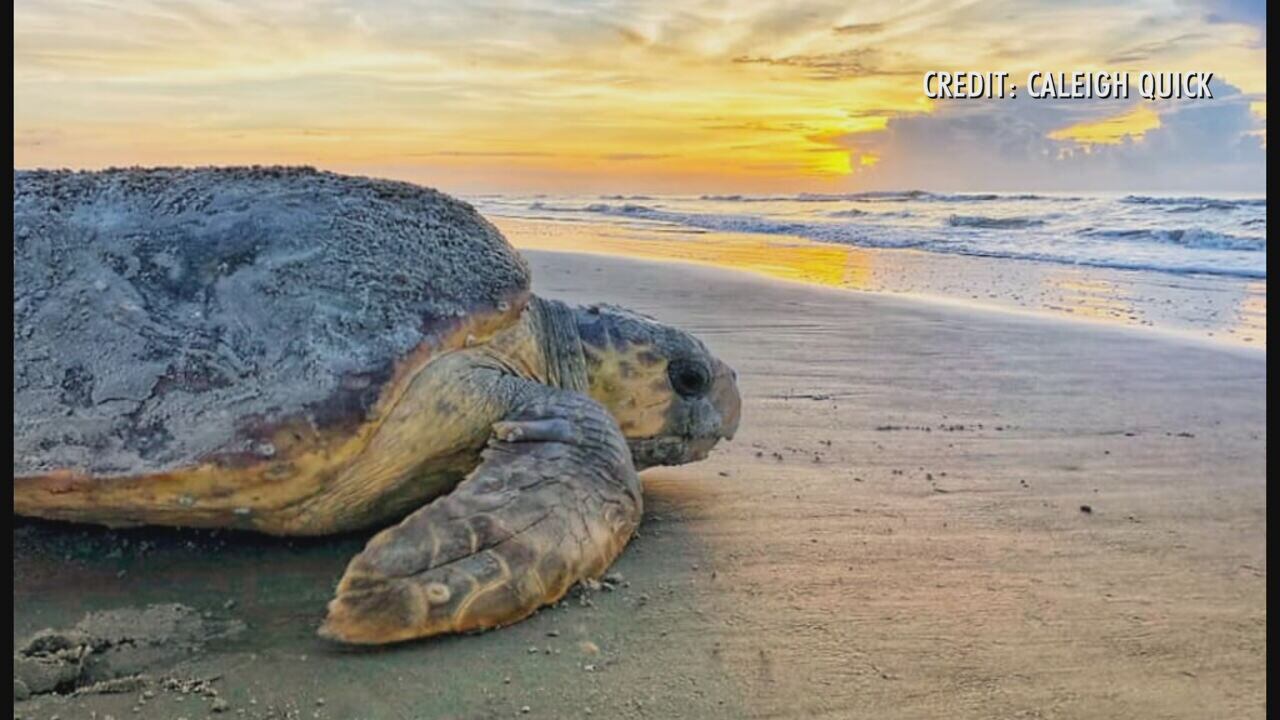 New interactive maps track Coastal Georgia barrier island sea turtle ...