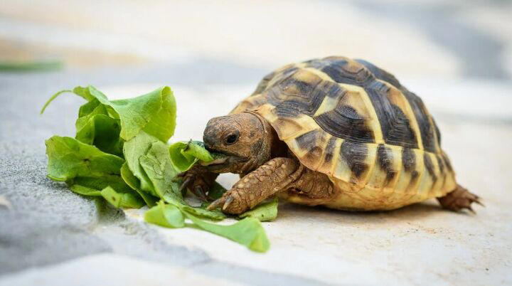Everything You Need to Know Before Getting a Pet Tortoise