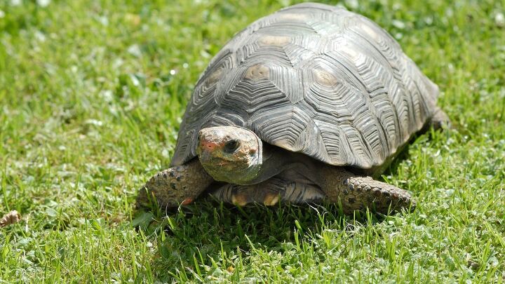 Everything You Need to Know Before Getting a Pet Tortoise