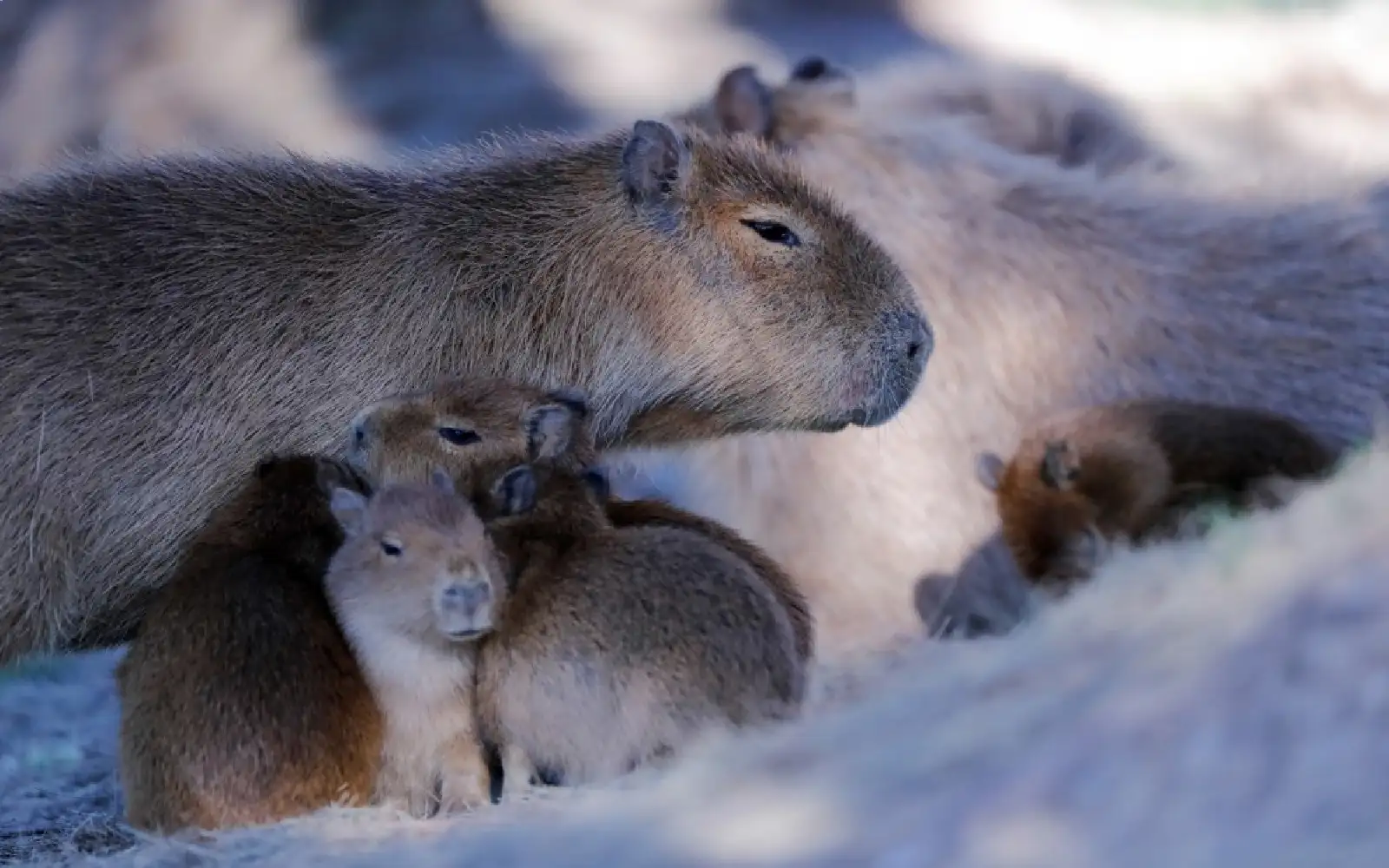 Fugitive capybara caught by Chinese zoo after 2 months on the run