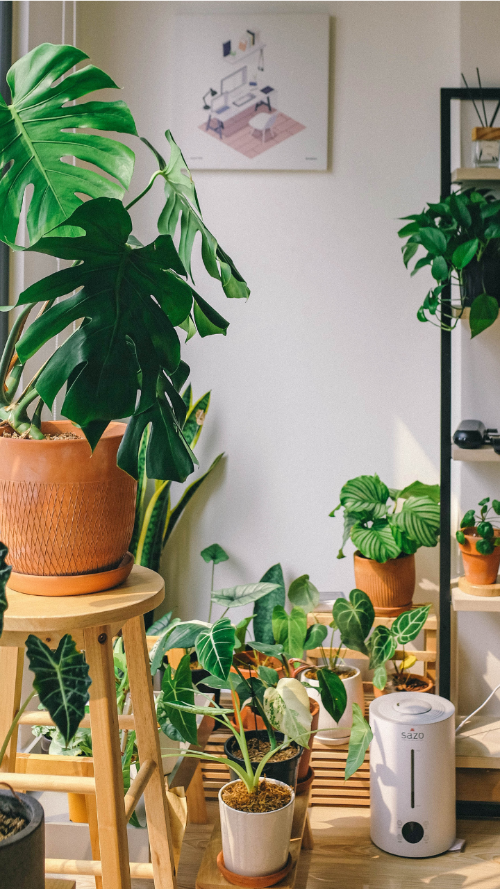 10 indoor plants that are considered to be positive and lucky for the home