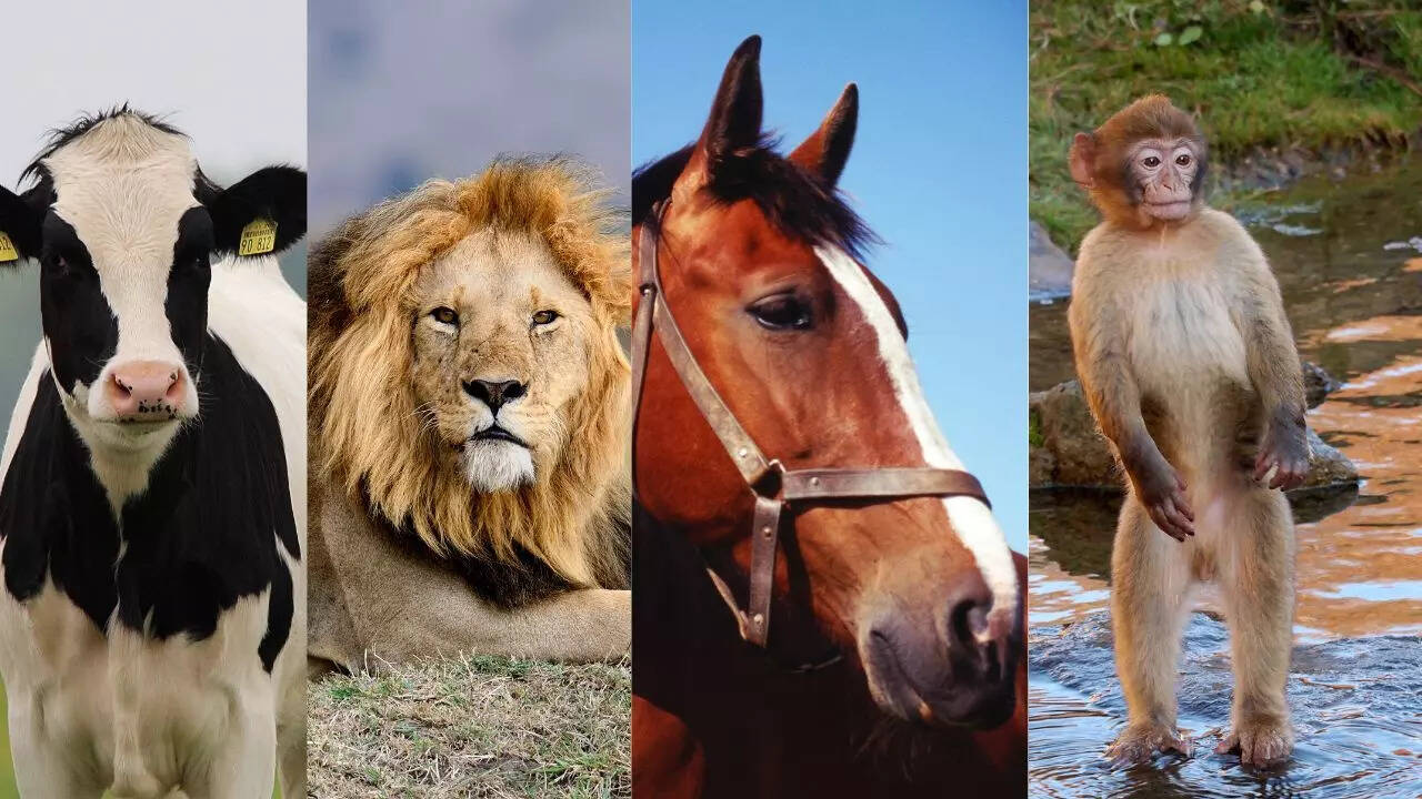 Personality test: Cow, horse, lion, monkey? The animal you choose ...