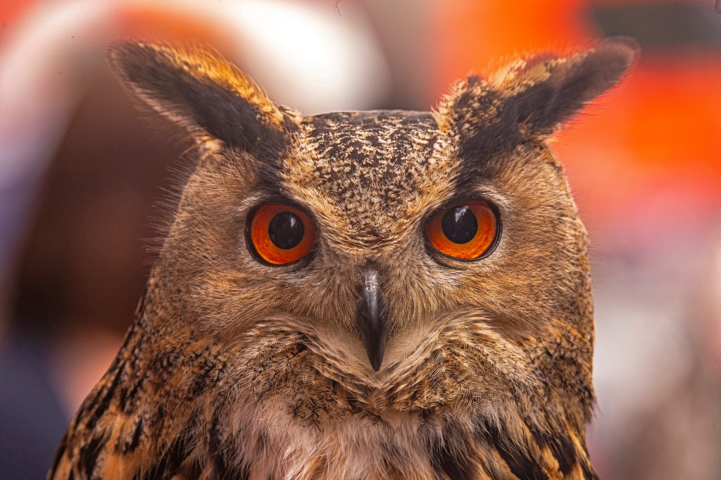 Images show how 7 different animals see the world compared to humans