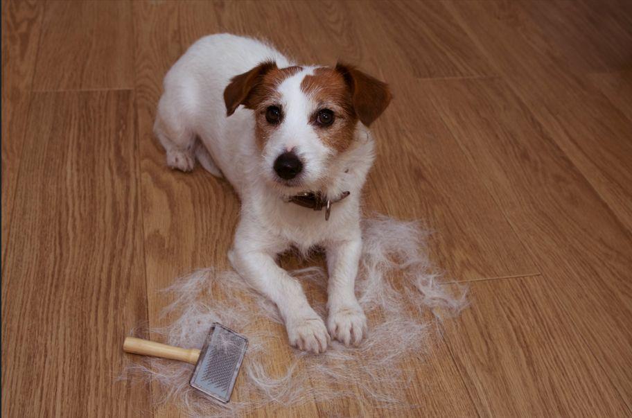 Appliances expert debunks TikTok washing machine pet hair hack which ...