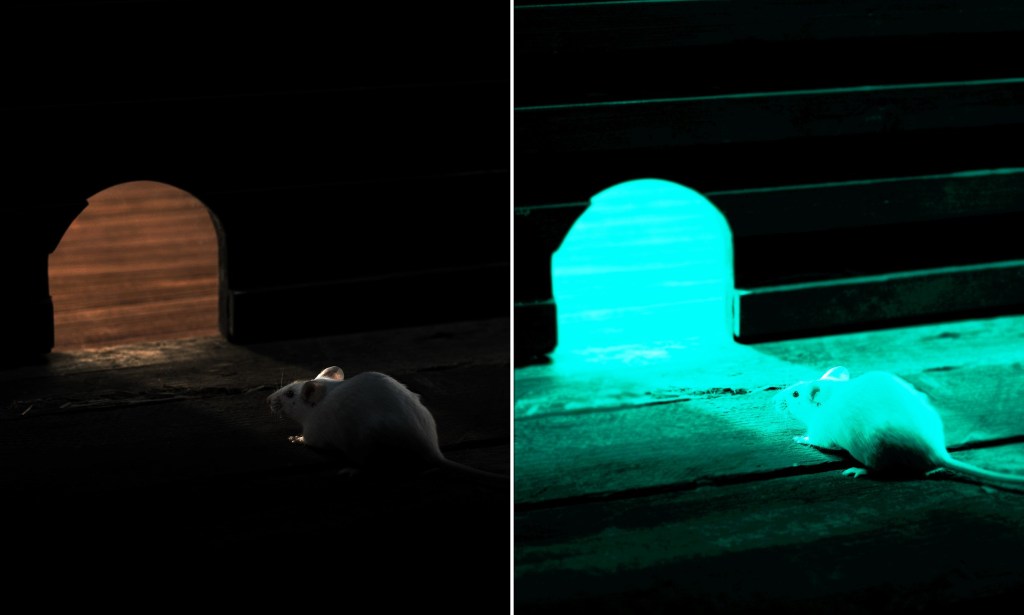 Images show how 7 different animals see the world compared to humans