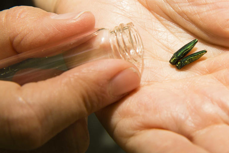 Invasive insect threatens Fayetteville’s ash trees