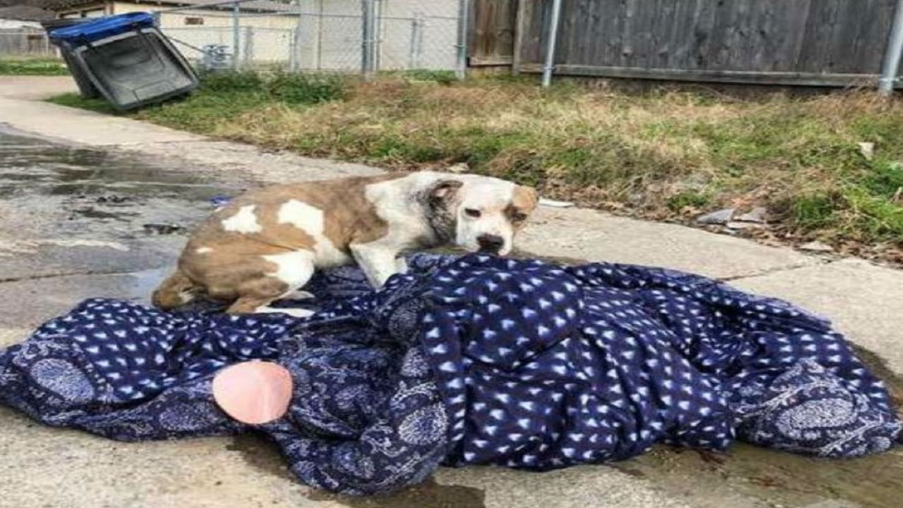 Rescue Worker Breaks Down When She Discovers The Reason Behind A Dog’s ...