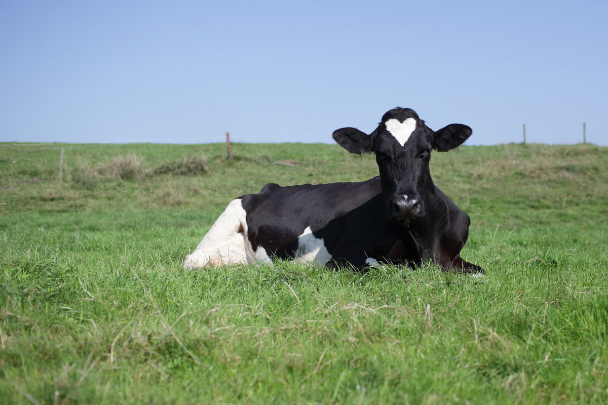 Cow Purrs Like a Kitten While Getting Brushed and It's Music to ...