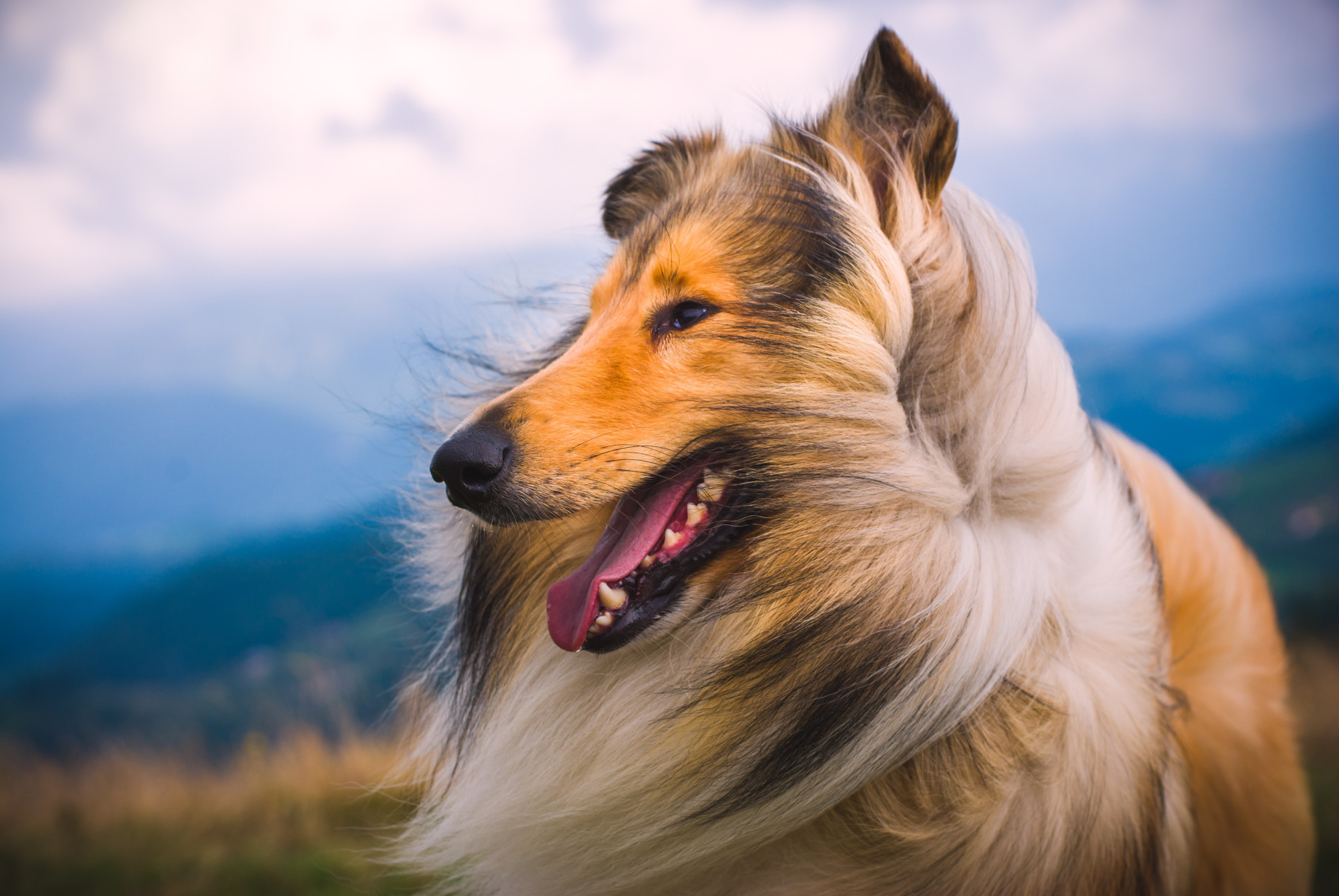 100 unique name ideas for your pet dog