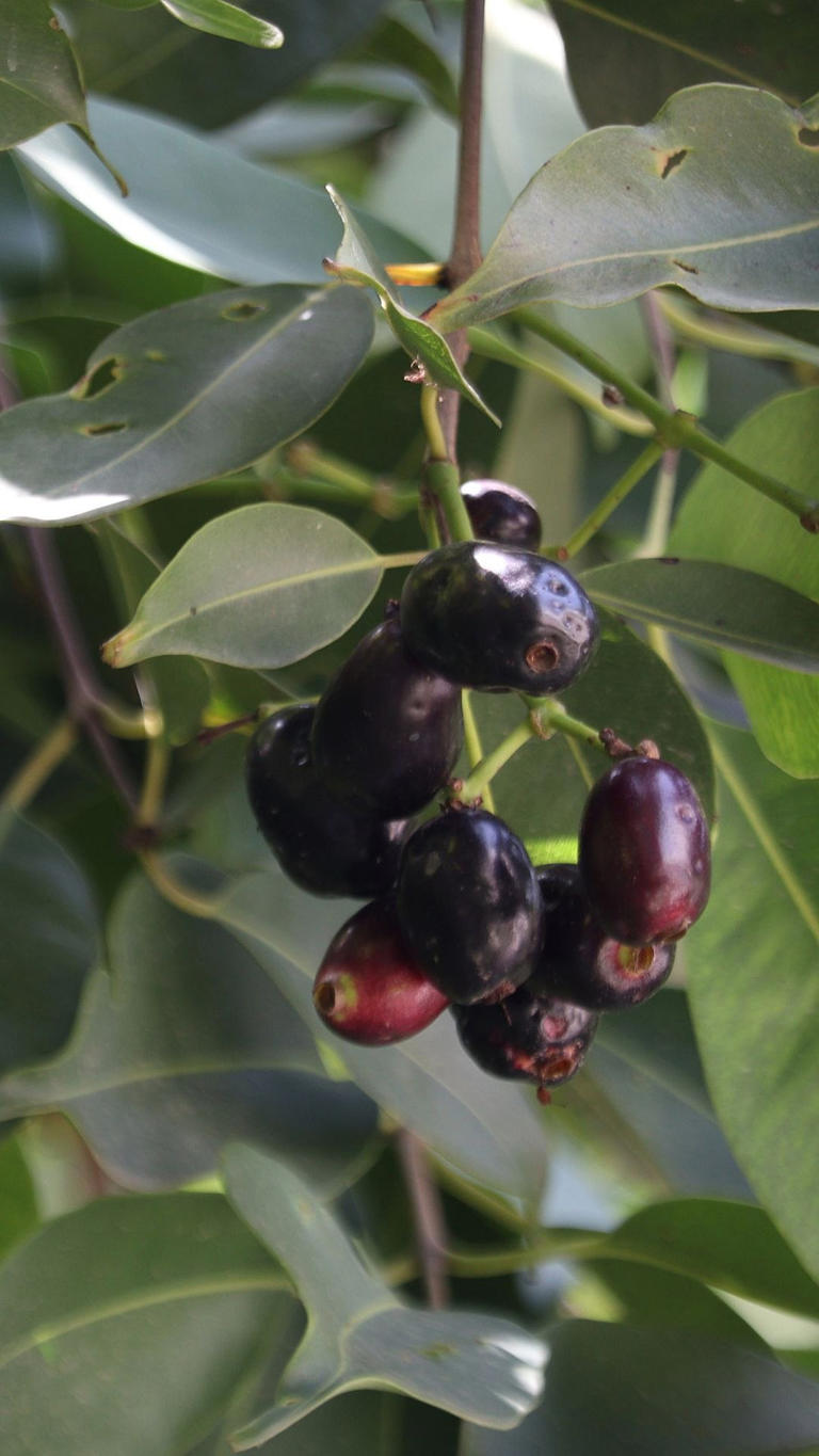 Why Diabetic Patients Must Consume Jamun Fruit?