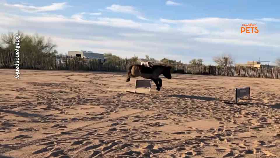 Incredible Athletic Pets Showing Off Their Skills