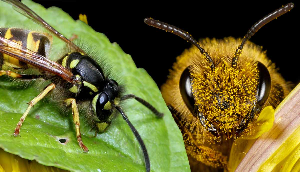 Wasp vs. Hornet: What’s The Difference?