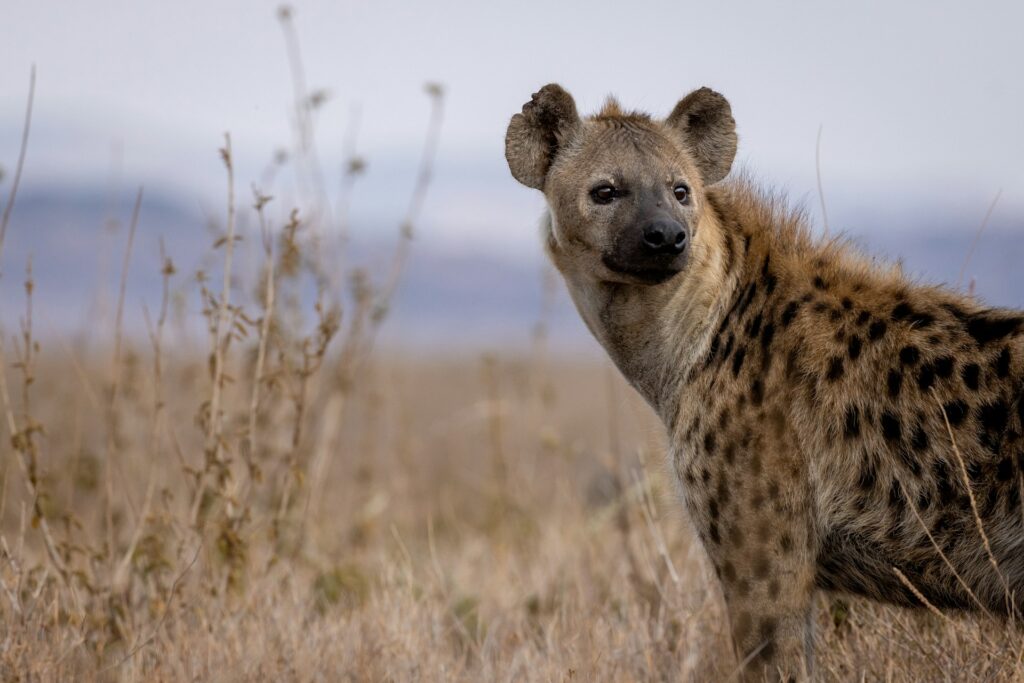 Why Hyenas Are More Dangerous Than You Think