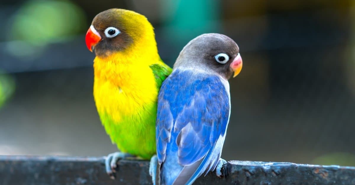 What Do Lovebirds Eat?