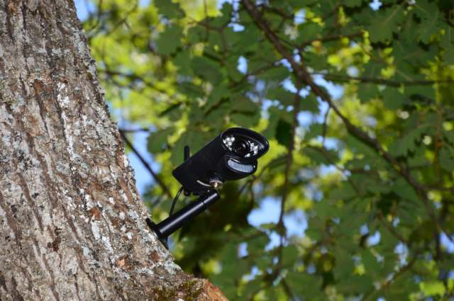 Researchers stunned after trail cameras capture elusive big cats in ...