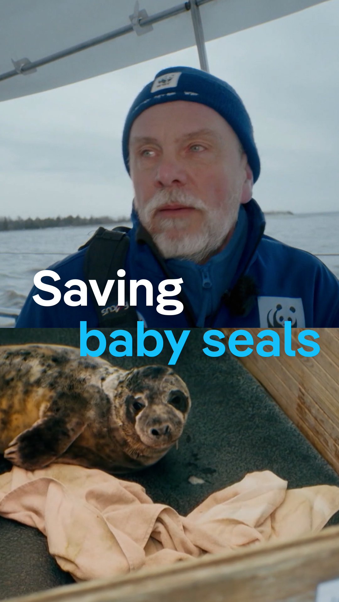 Saving baby seals: A cute mission on Poland’s Baltic coast