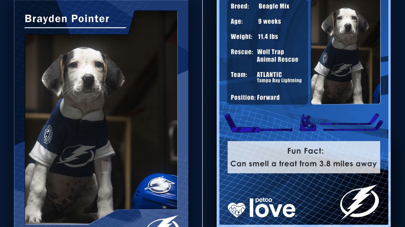 Meet the beagle repping Tampa Bay in the "Stanley Pup"