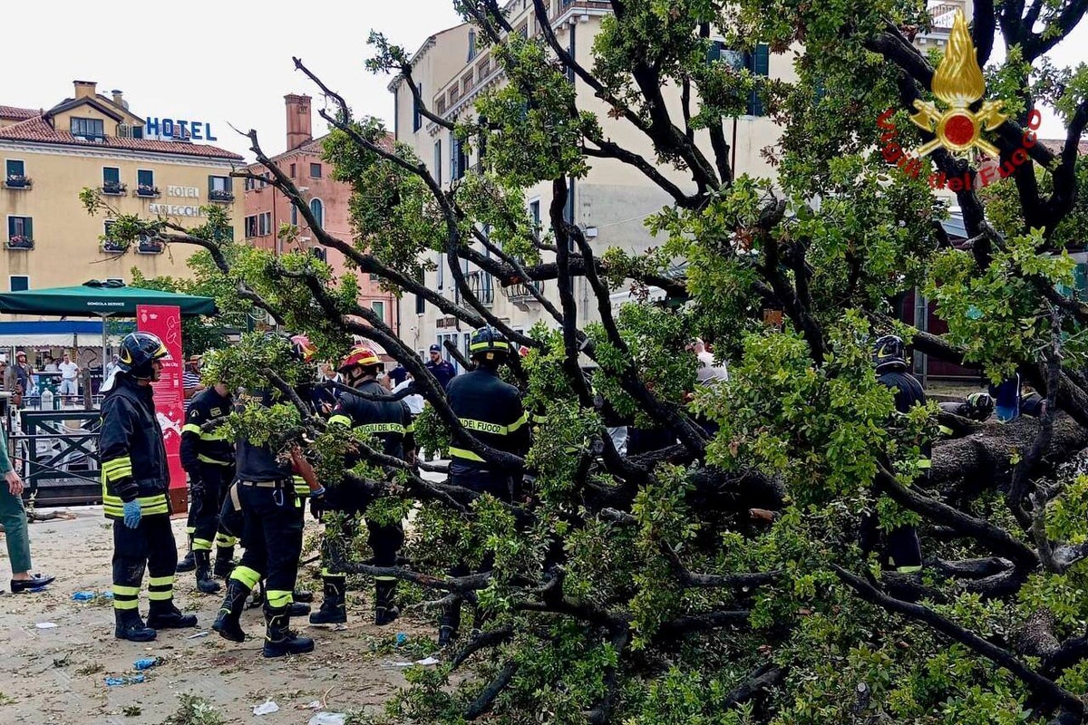 Woman in critical condition after oak tree falls on tourists in Venice