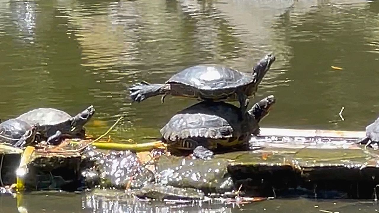 Sunbathing turtles do yoga-style balancing act