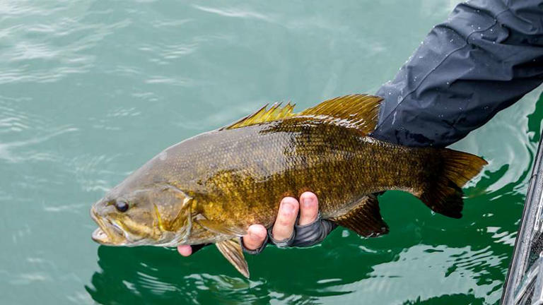 The Starting Spot: Ish Monroe Wins, a 9+ Pound Oregon Spot, and ...