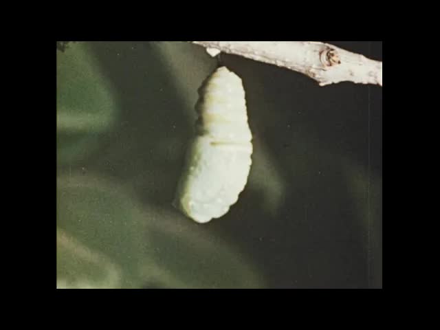 Monarch Butterfly Life Cycle: Metamorphosis and 6000km Migration