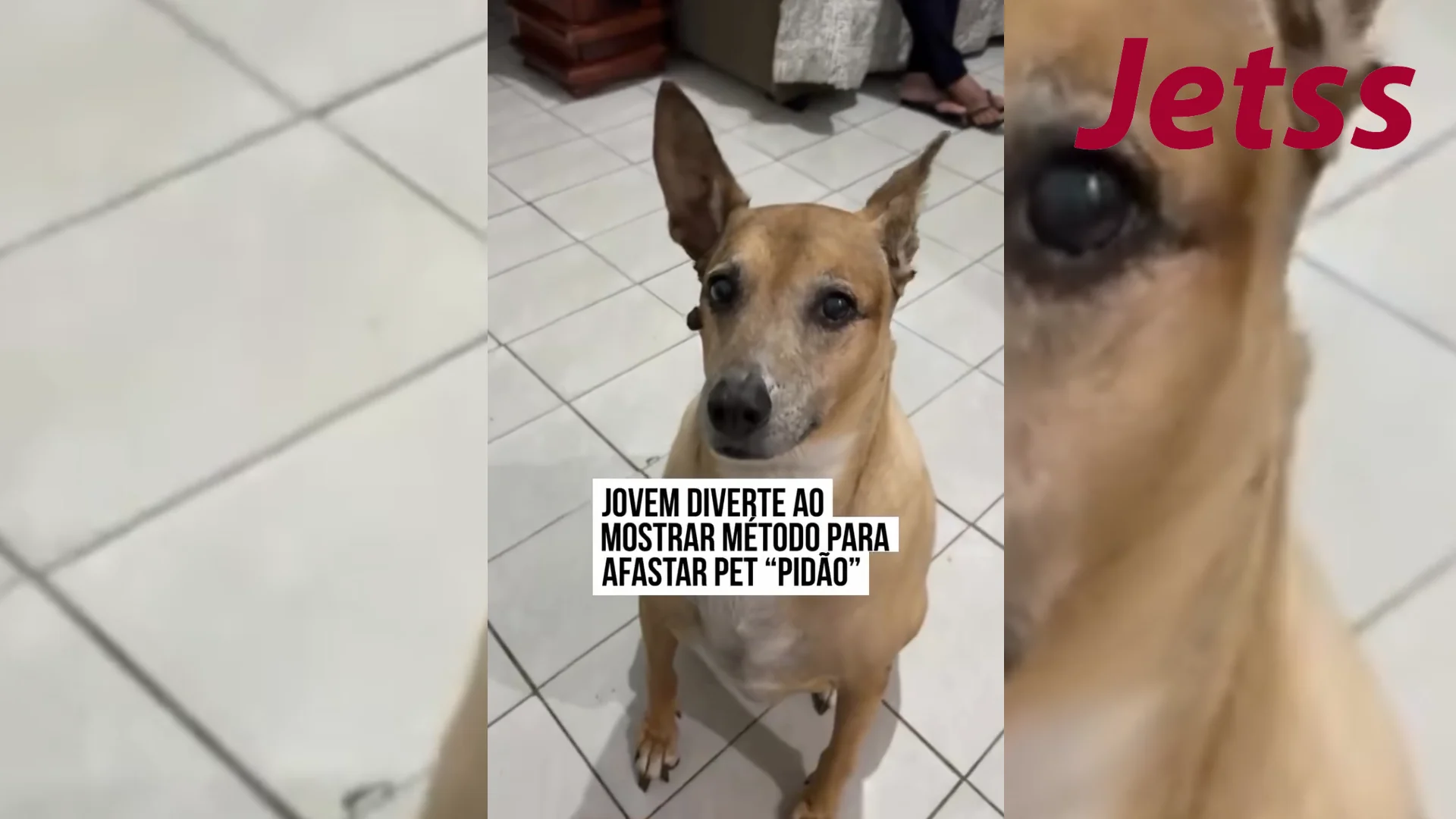 Tutora revela truque infalível para afastar cachorro pidão da comida