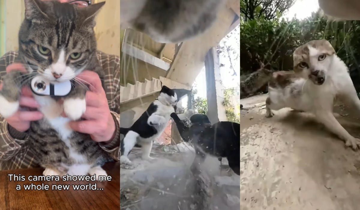 ‘Un día en la vida de un gato libre’: hombre graba la aventura ...