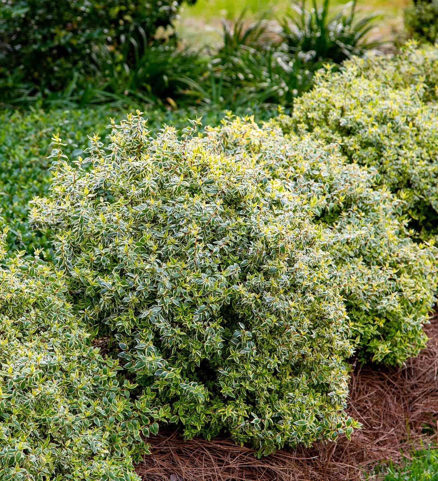 This Low-Maintenance Shrub Is Unbothered By Deer And Insects