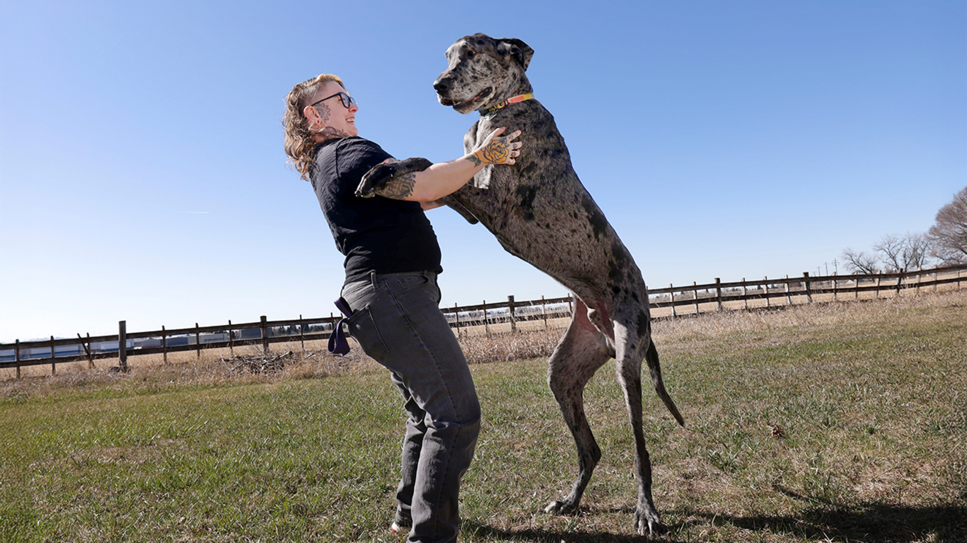 Meet Reggie, the world's tallest dog