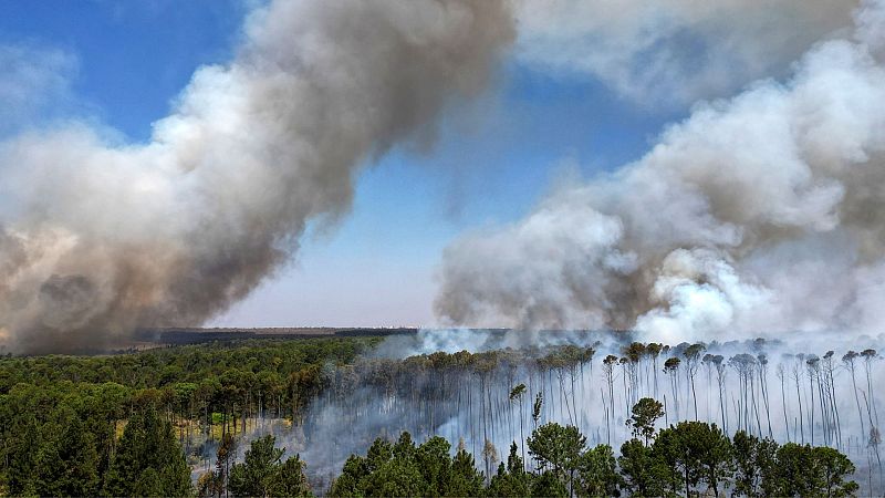World lost a record-shattering amount of forest in 2024, fuelled by ...