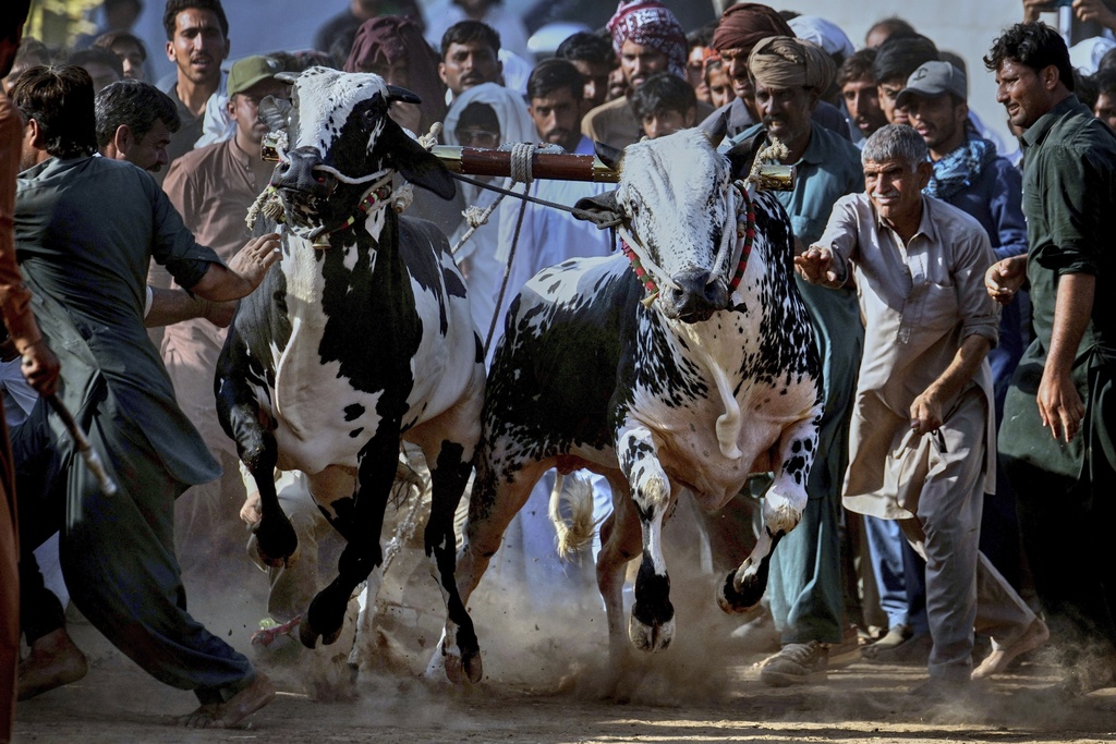 AP PHOTOS: In Pakistan, people don't run with bulls. They race them. In ...