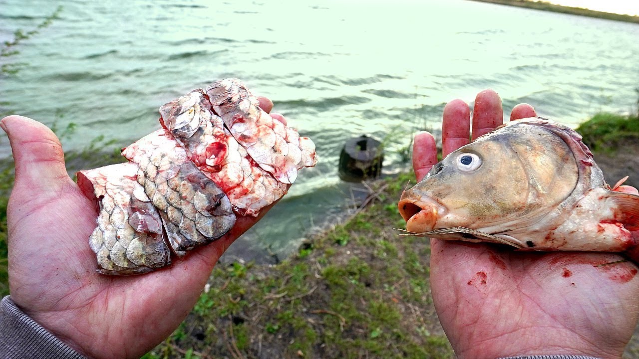 Bank fishing with cut carp produces drag-peeling bites