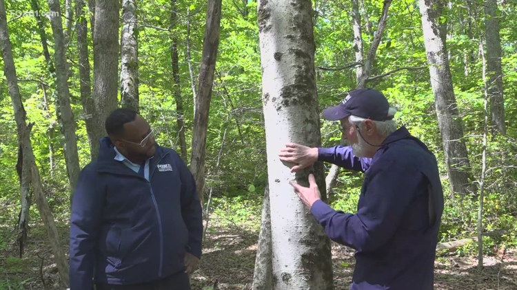 Connecticut beech trees dying from disease caused by microscopic worm