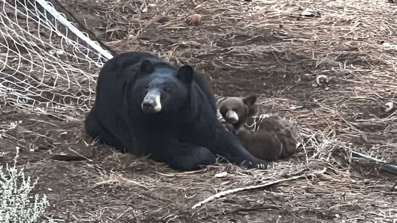 Tahoe cub gets stuck in a soccer net as protective mother bear guards ...
