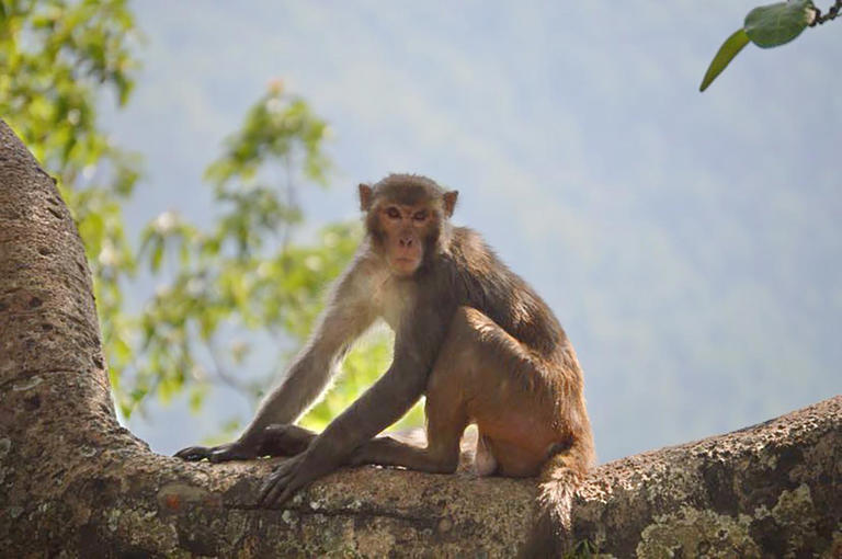 Nepal is counting its monkeys to tame rising trouble in villages
