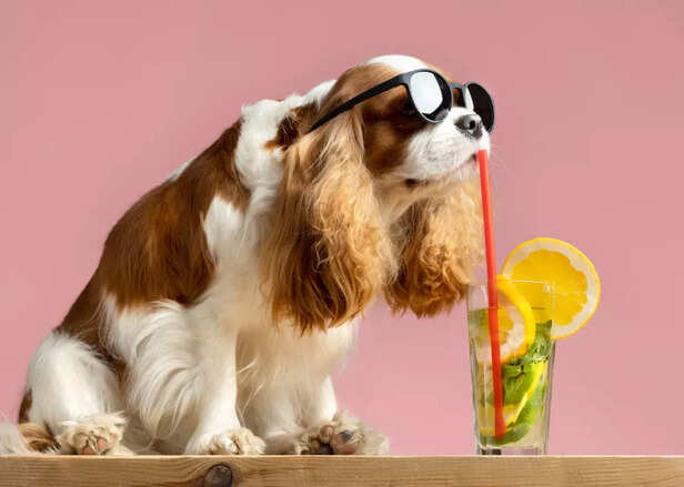 Sip & Slurp 7 Tasty Summer Mix-Ins for Your Dog