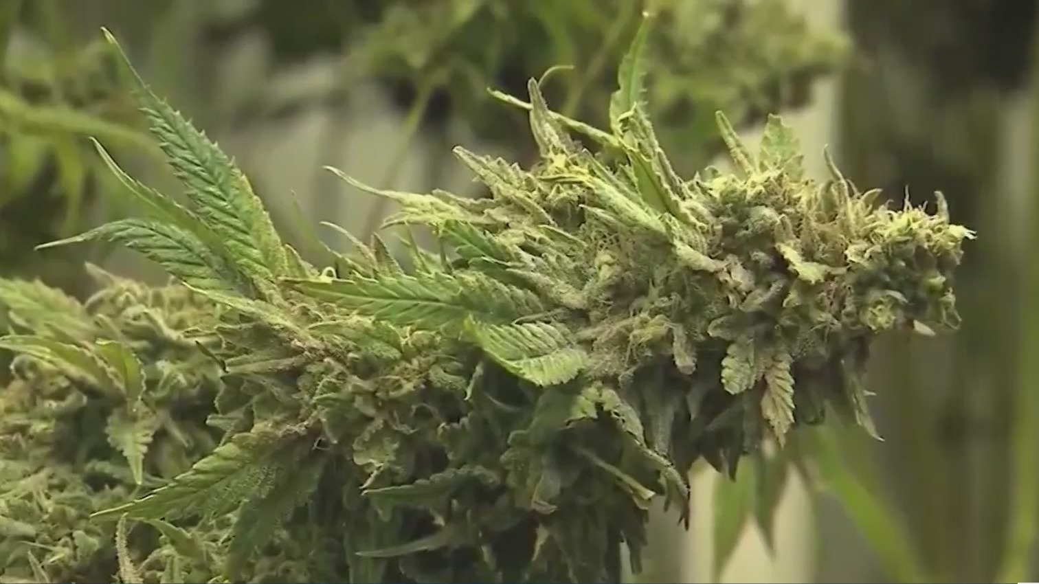 Texas House delays vote on hemp ban with exceptions for THC drinks