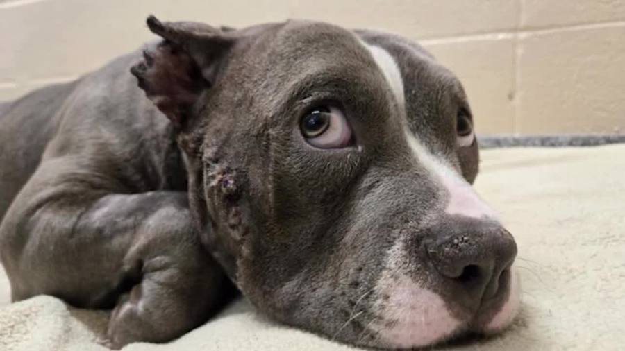 ‘Becoming more outraged’: Are animal abuse rates going up in Northeast Ohio