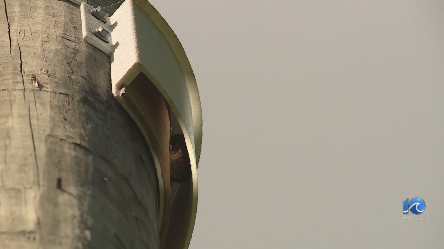 Dominion going batty over protecting bats