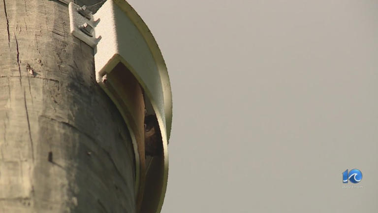 Dominion going batty over protecting bats