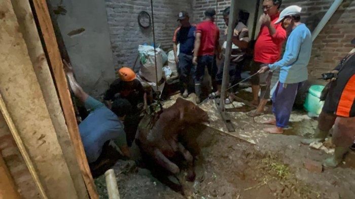 Kronologi Sapi Seberat 400 Kg Terperosok ke Septic Tank di Mojokerto ...
