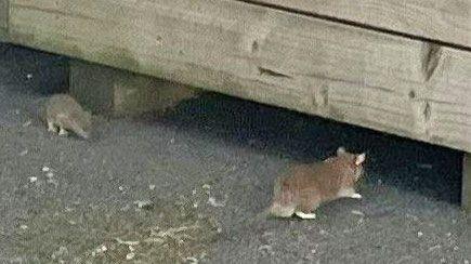 Riverside rats 'enjoying five star all-inclusive holiday'