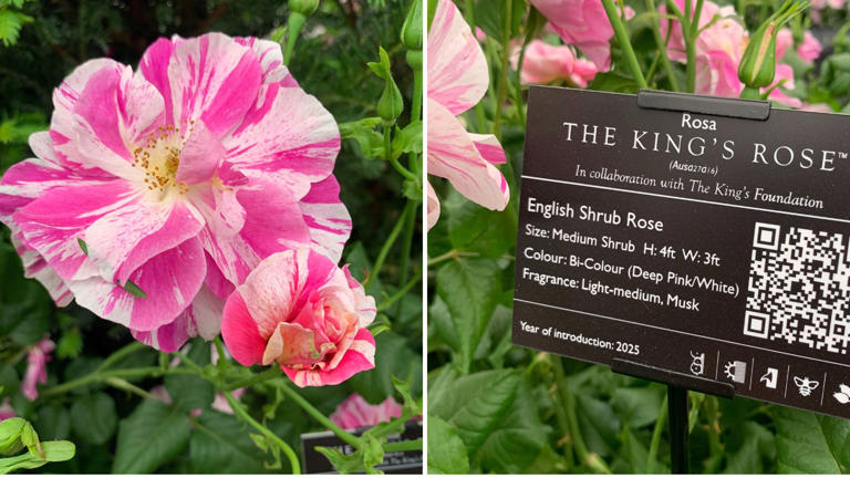 'The King's Rose' wins prestigious award at the RHS Chelsea Flower Show ...