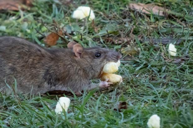RSPCA shares how to get rid of rats in your home or garden without ...