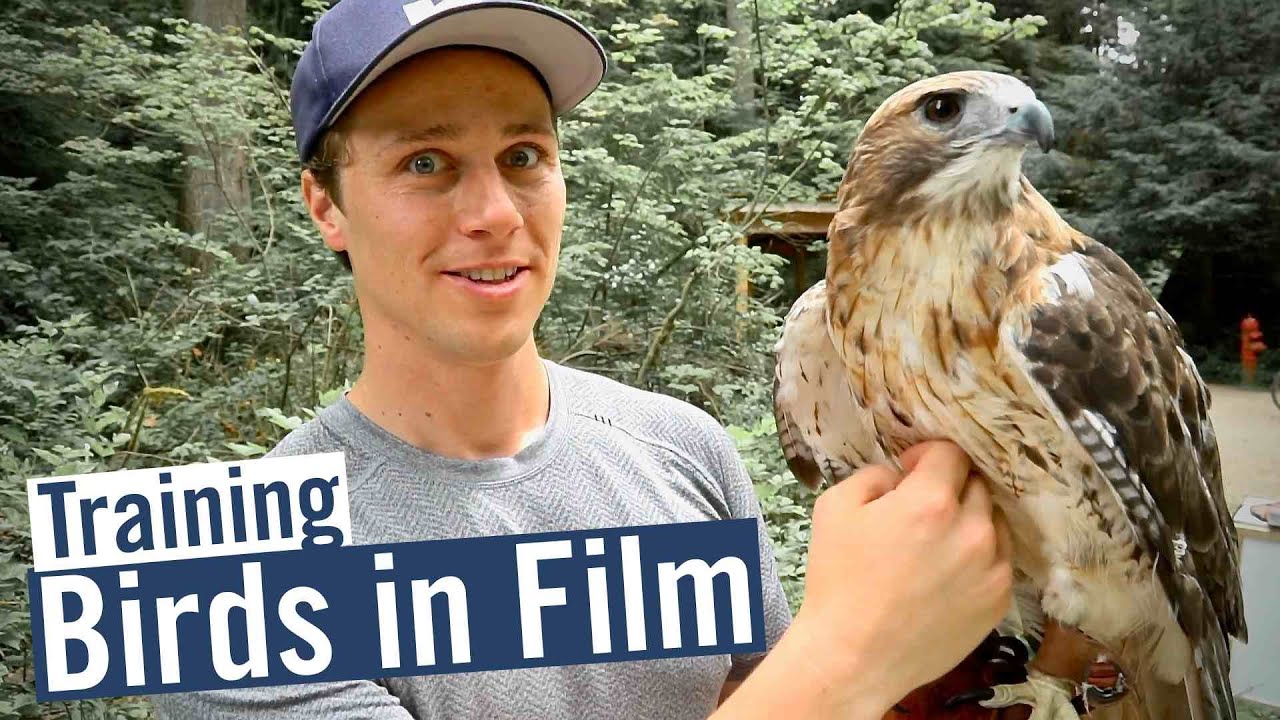 Inside the Strange World of Birds in TV and Movies