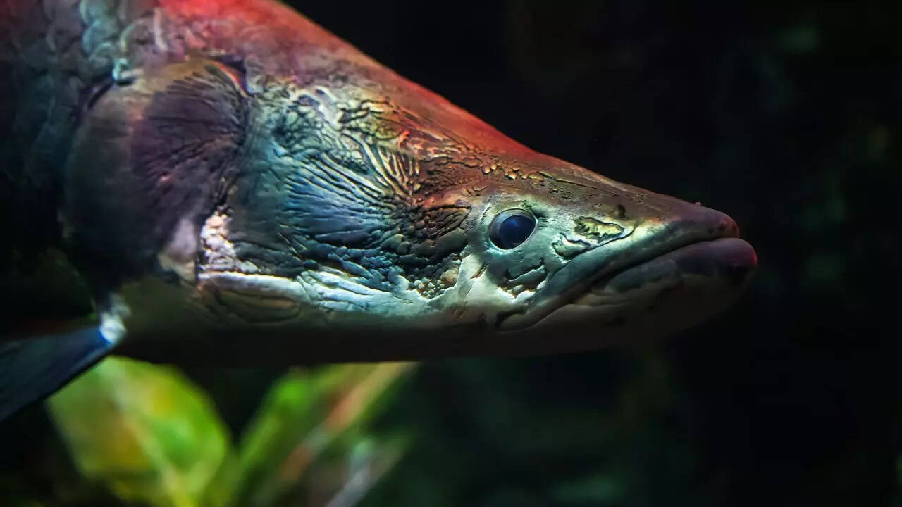 Top 5 animals that have the largest heads