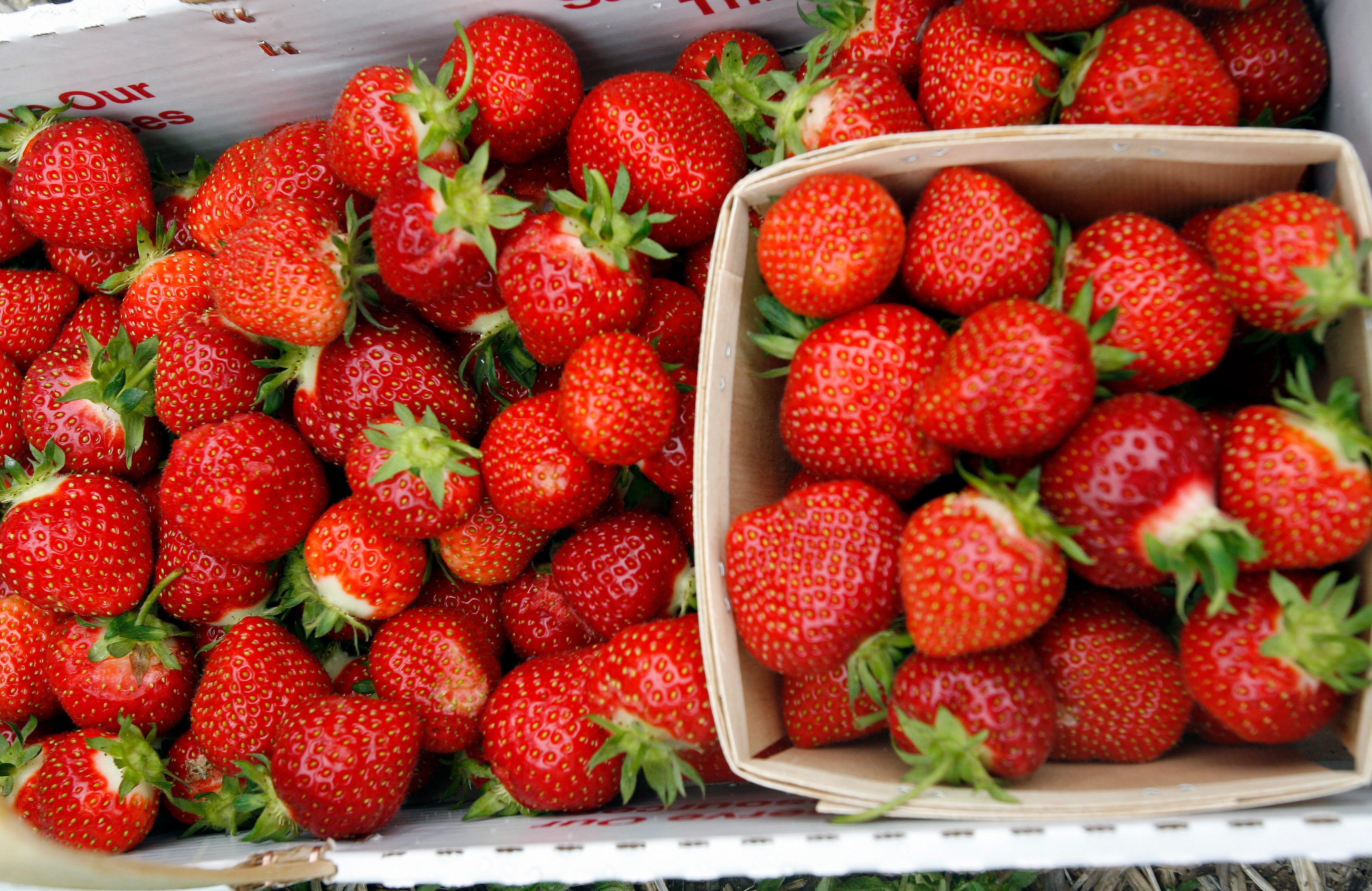 Looking for a berry fun way to spend the weekend? Try strawberry picking