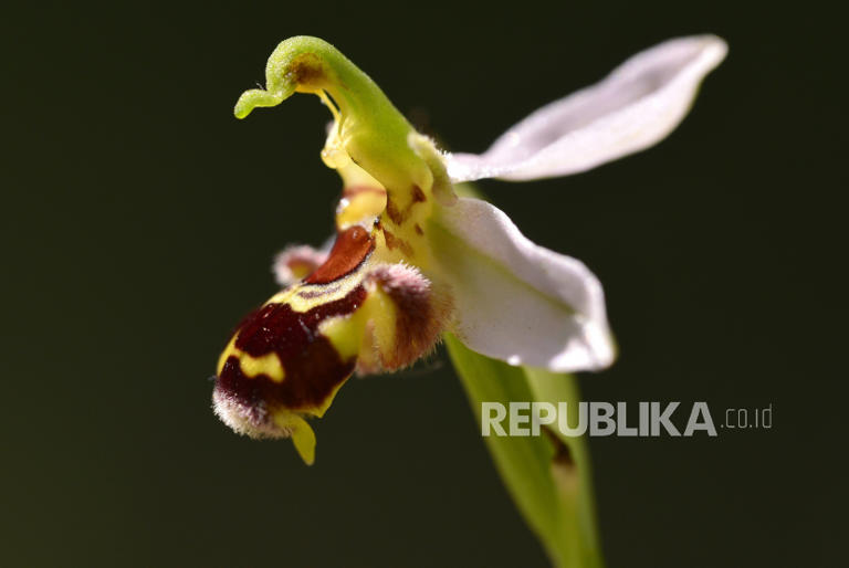 Tim Ekspedisi Temukan Spesies Baru Anggrek Khas Kalimantan